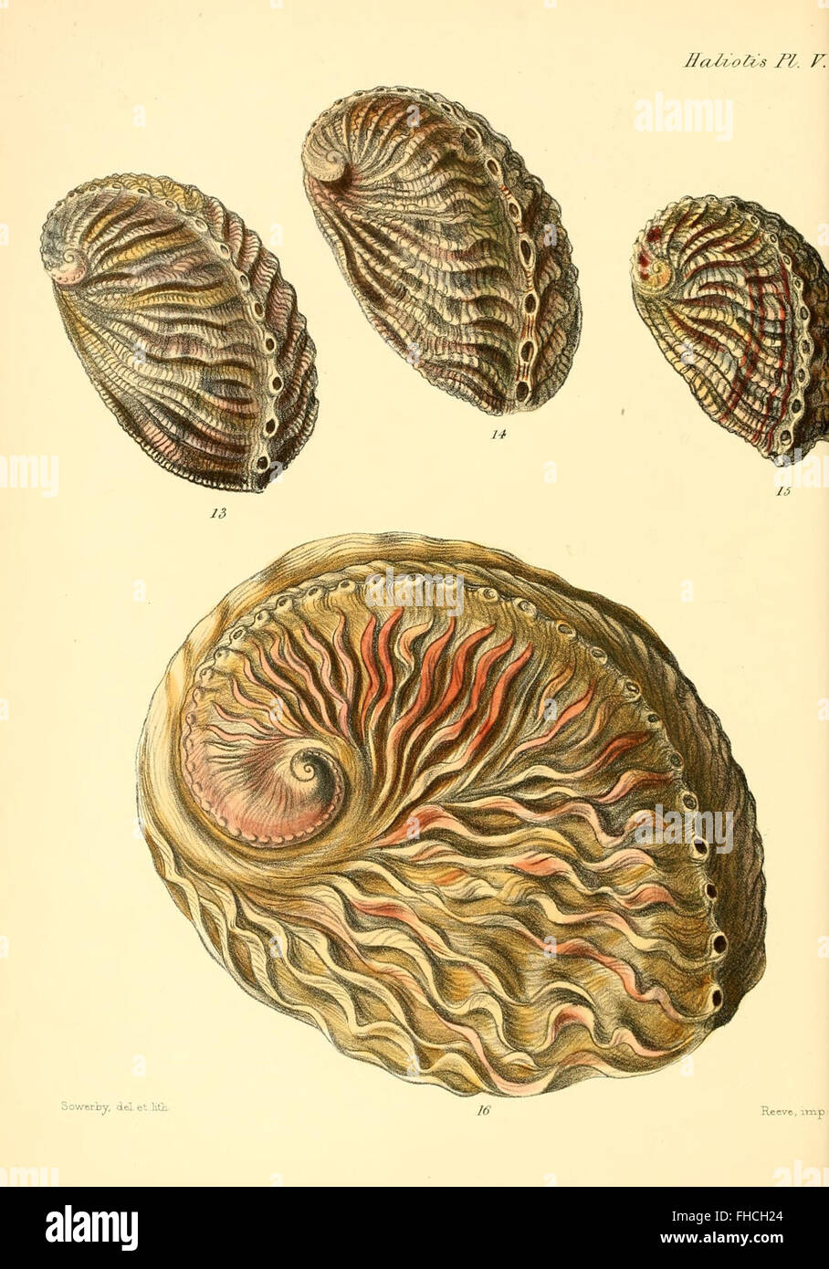 A detailed work illustrating the shells of various mollusk species ...