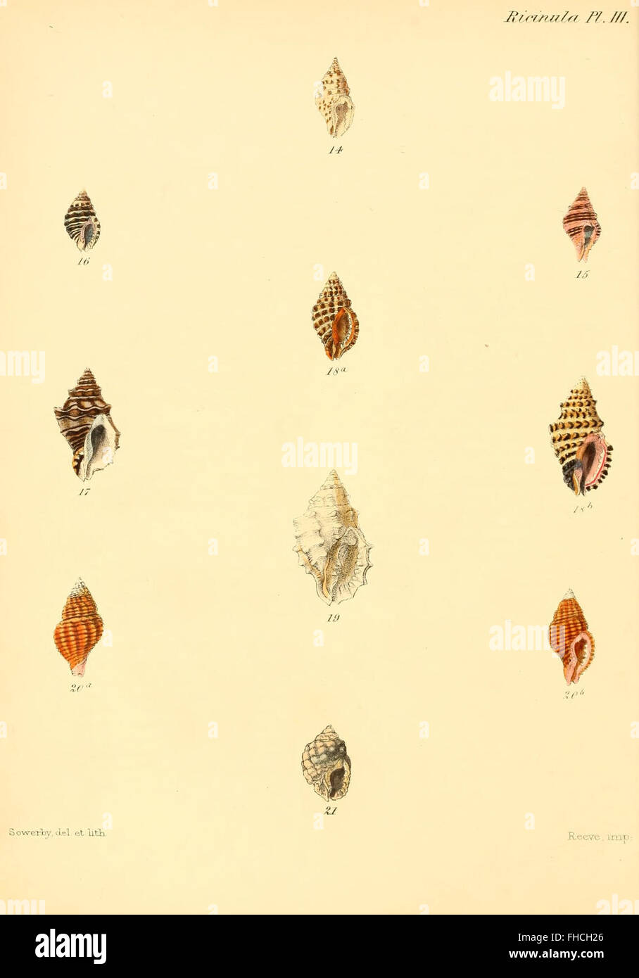 Conchologia Iconica, or, Illustrations of the Shells of Molluscous ...