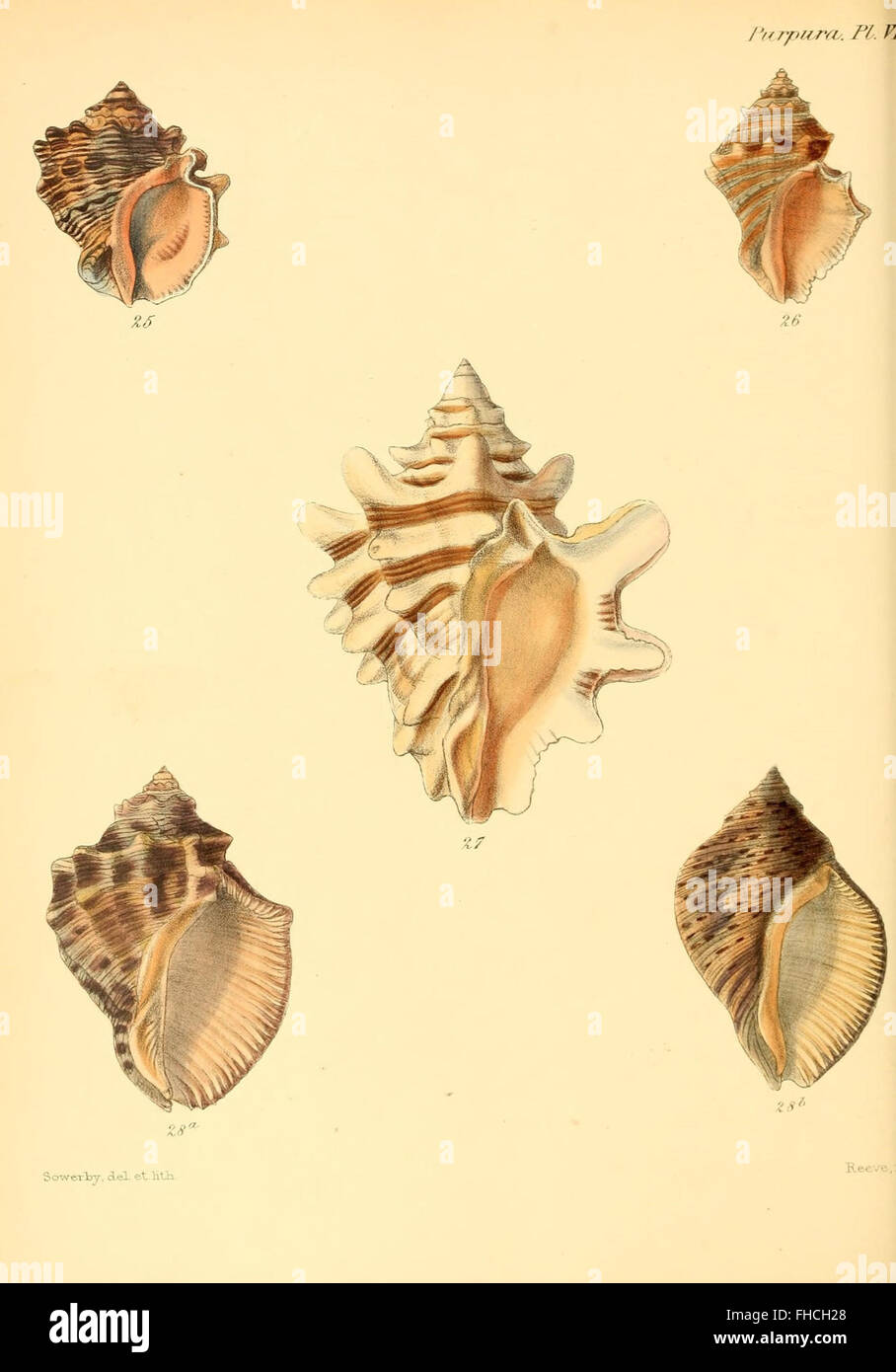 A comprehensive work on mollusks and their shells, featuring detailed ...
