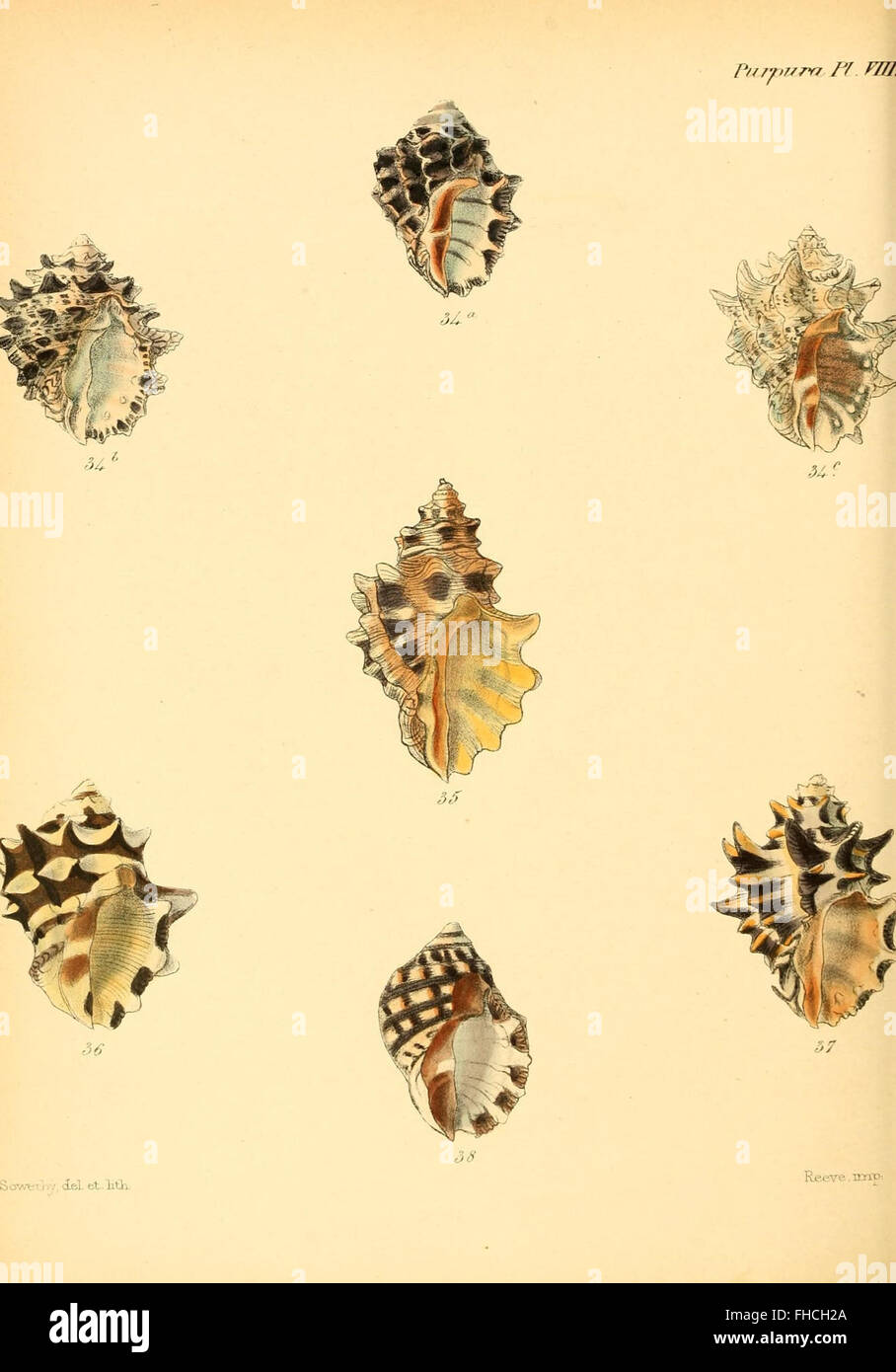 Conchologia Iconica, a pictorial work illustrating the shells of molluscous animals, showcasing ...