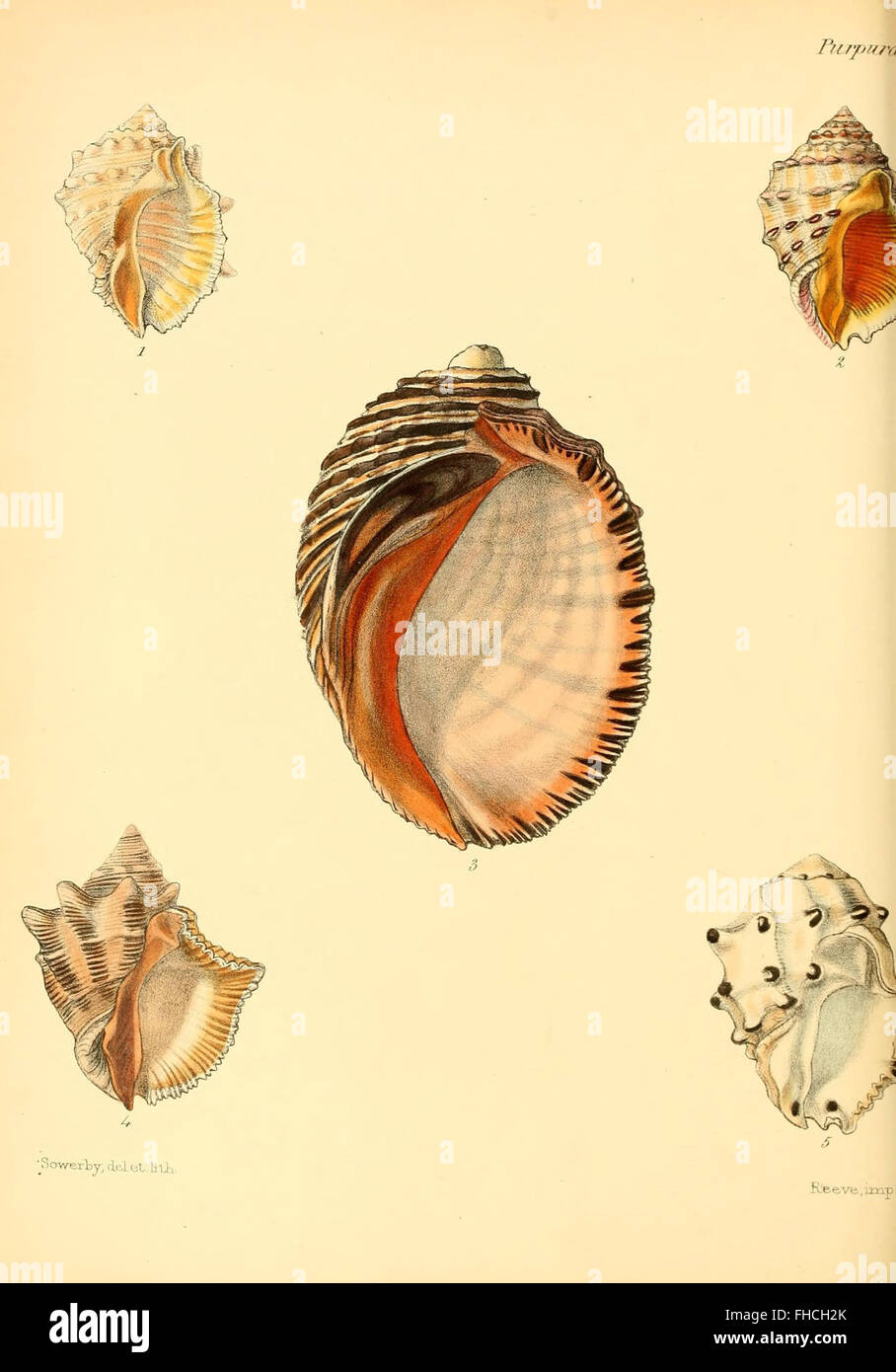 A detailed illustrated work showcasing various mollusk shells ...