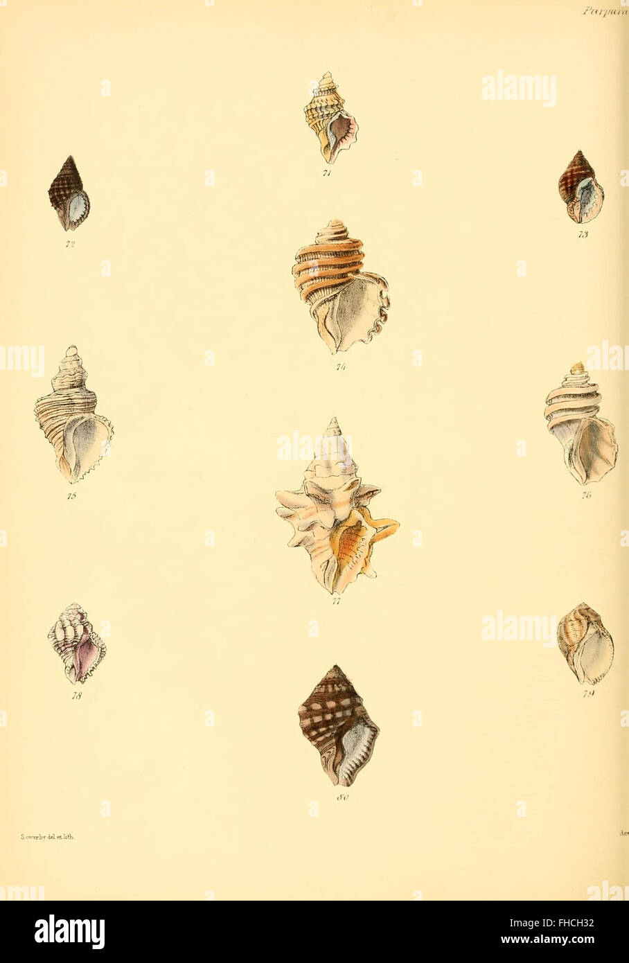 Conchologia Iconica is a pictorial work illustrating the shells of molluscous animals, providing ...