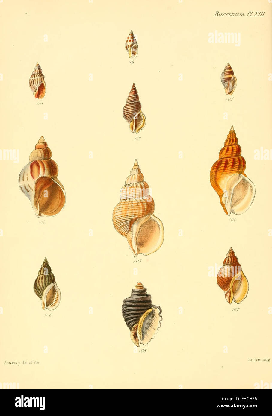 A detailed work on mollusks, featuring illustrations of various shell ...
