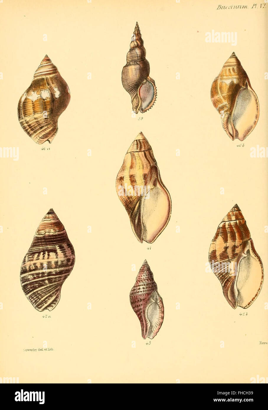 Illustrations of mollusks and their shells from 'Conchologia Iconica ...