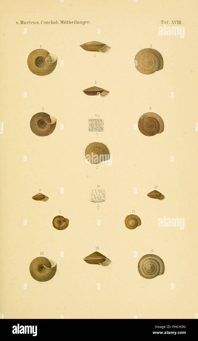 Mollusks SIL Shells Smithsonian Institution Libraries Stock Photo - Alamy