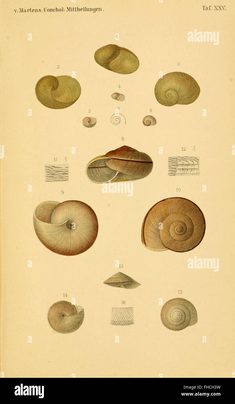 A continuation of 'Novitates Conchologicae,' documenting mollusks and ...