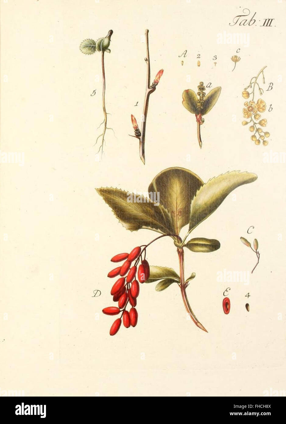 A German botanical work illustrating wild trees, shrubs, and bushes ...