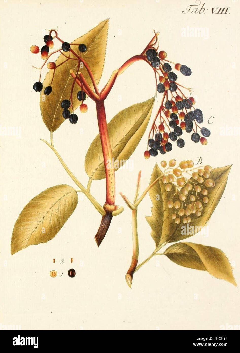 This work depicts wild trees, shrubs, and bush plants, presented in ...