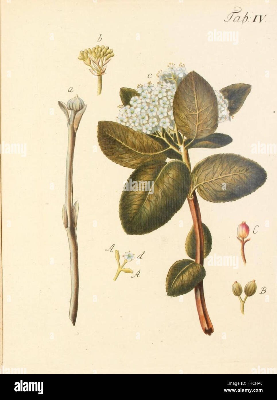 This German work provides vivid illustrations of wild trees, shrubs ...