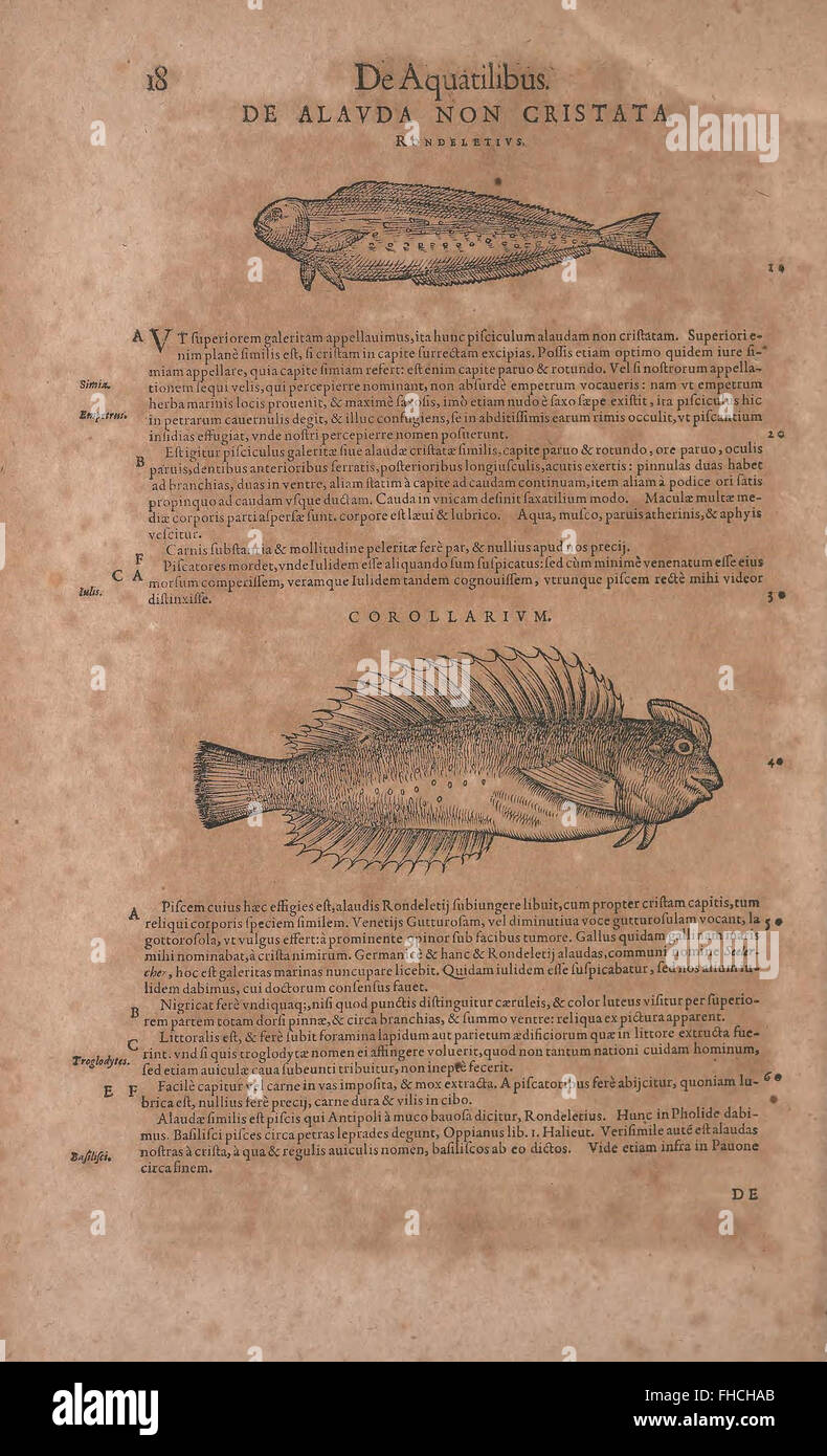 An early zoological work detailing the study of animals, including fish ...