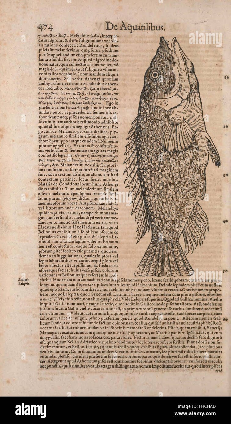 Conrad Gesner's Historiae Animalium, book IV, an early zoological work ...