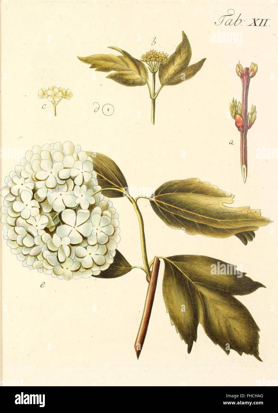 A botanical work illustrating wild trees, shrubs, and bushes, providing ...