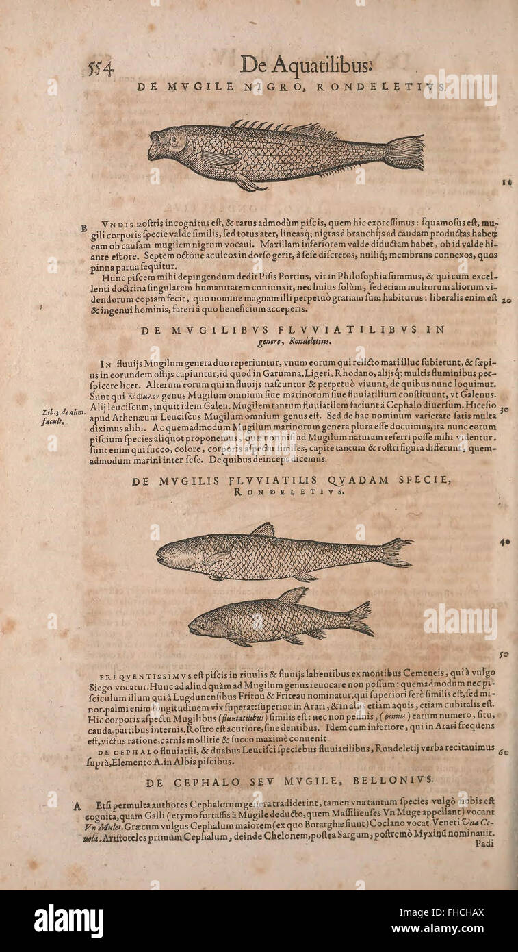 A historical work by Conrad Gesner on fishes and mollusks, cataloged ...