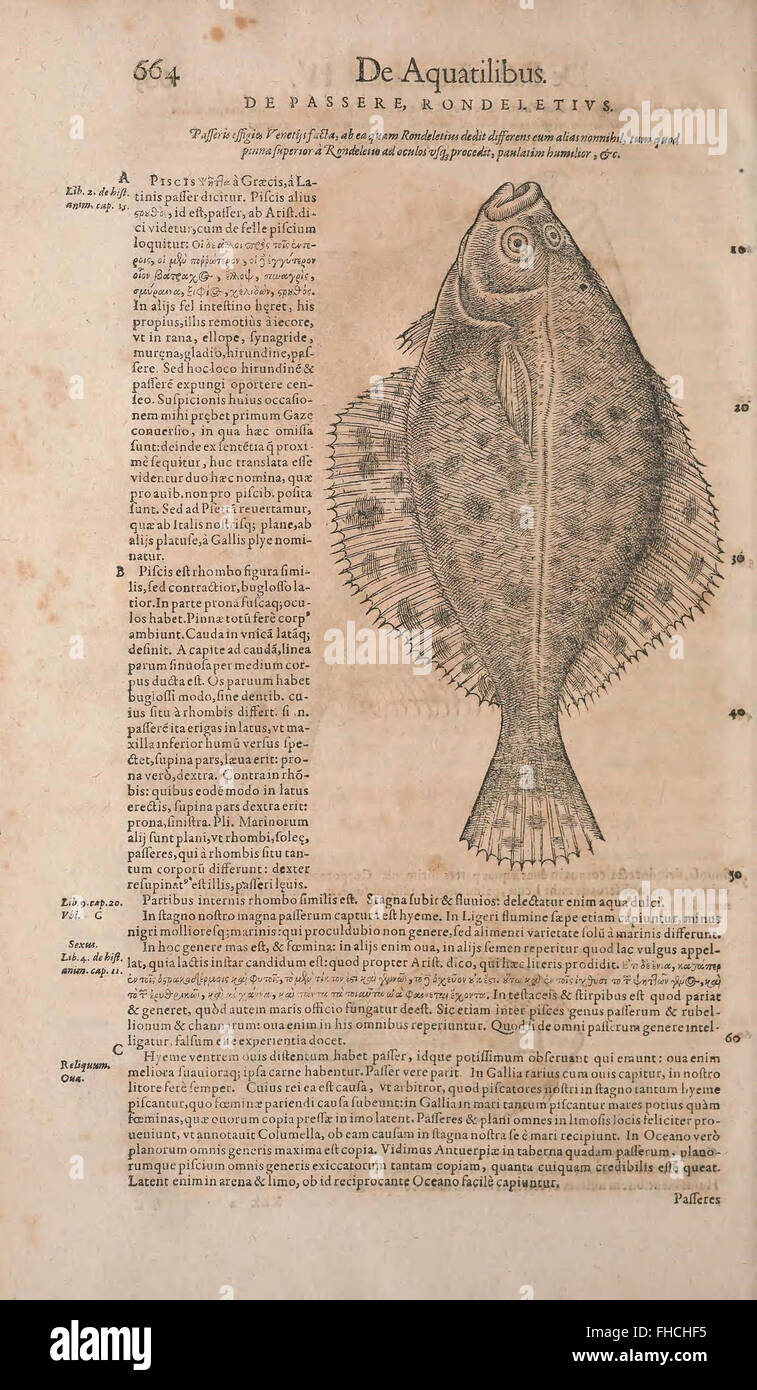 A 16th-century zoological work by Conrad Gesner, documenting various ...