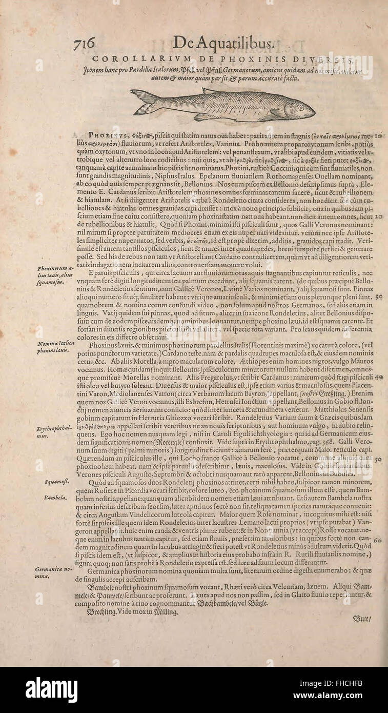 Historiae Animalium Book IV by Conrad Gesner, a 16th-century zoological ...