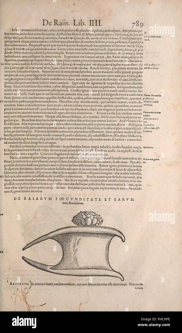 An early work by Conrad Gesner from the 16th century, documenting the ...