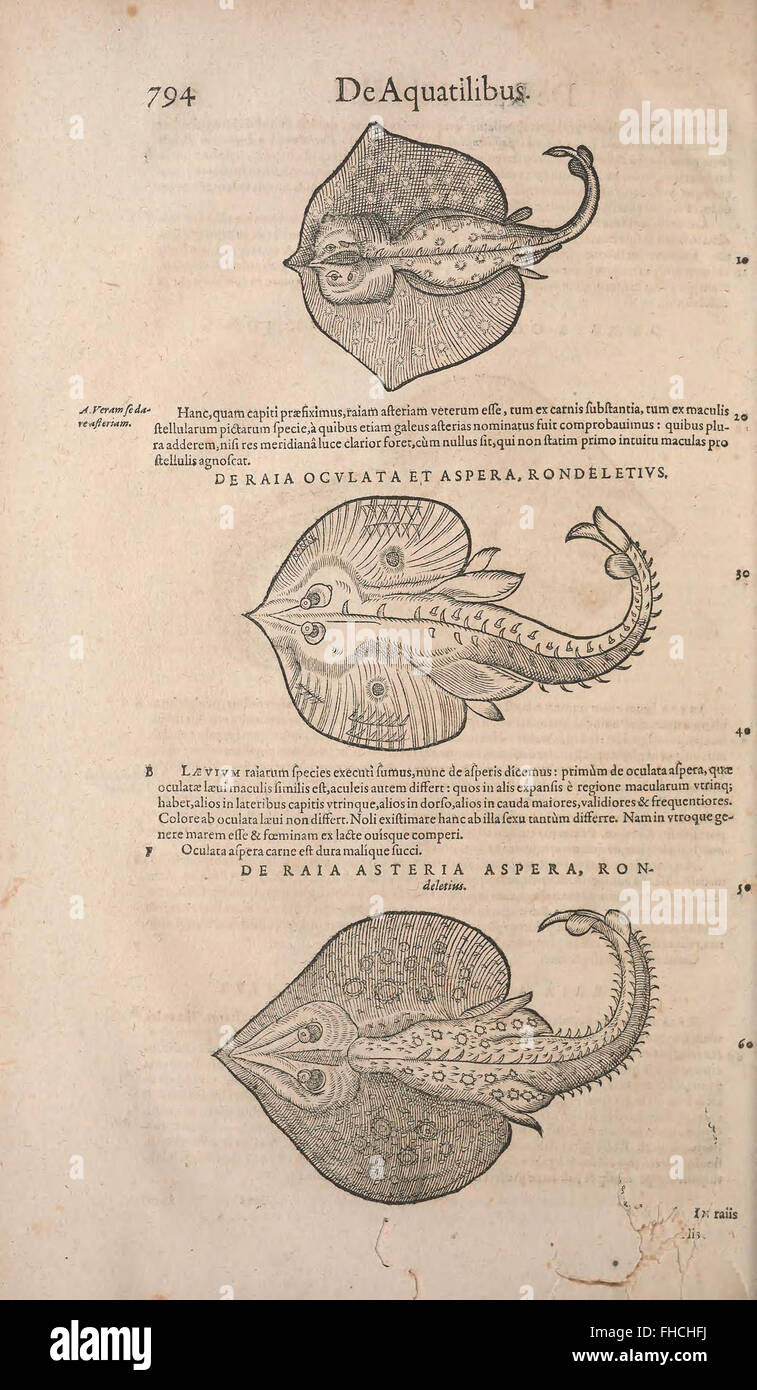 A 16th-century work by Conrad Gesner, focusing on the study and ...