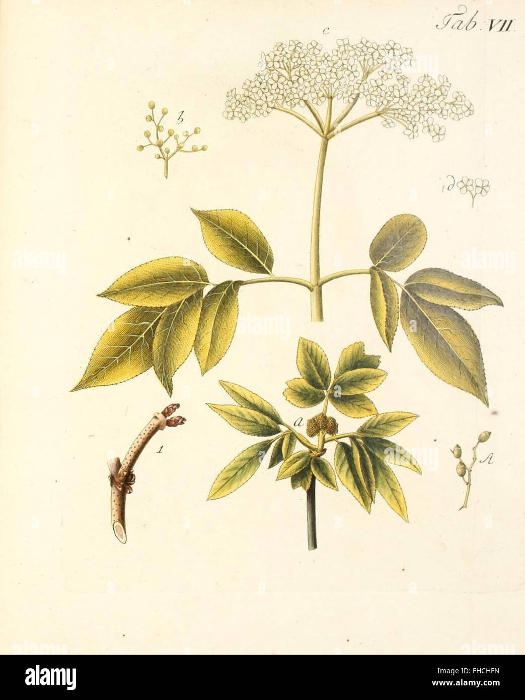 This German work illustrates wild trees, shrubs, and bushes, presenting ...