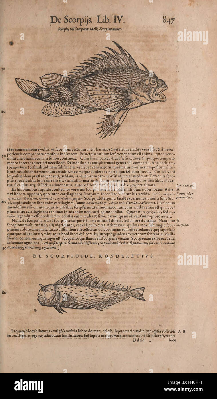 A 16th-century zoological work by Conrad Gesner, focusing on the study ...
