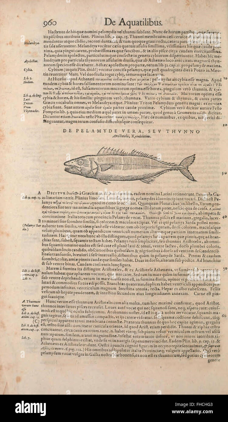 Conrad Gesner’s Historiae Animalium, Book IV, covering fishes and ...