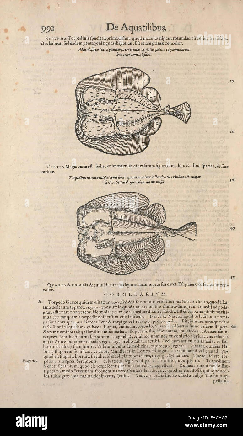 An early work by Conrad Gesner on the history and classification of ...