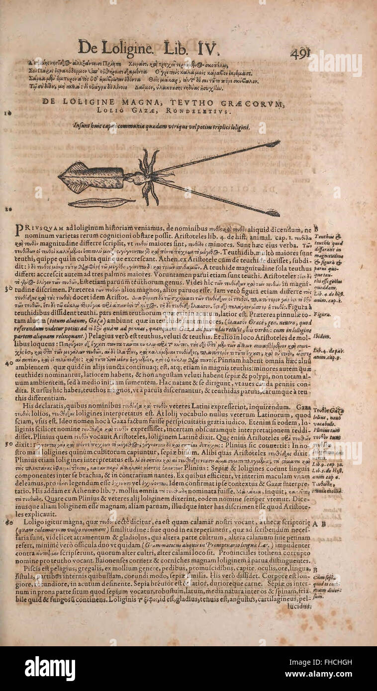 Conrad Gesner's 16th-century work 'Historiae Animalium' (Book IV ...