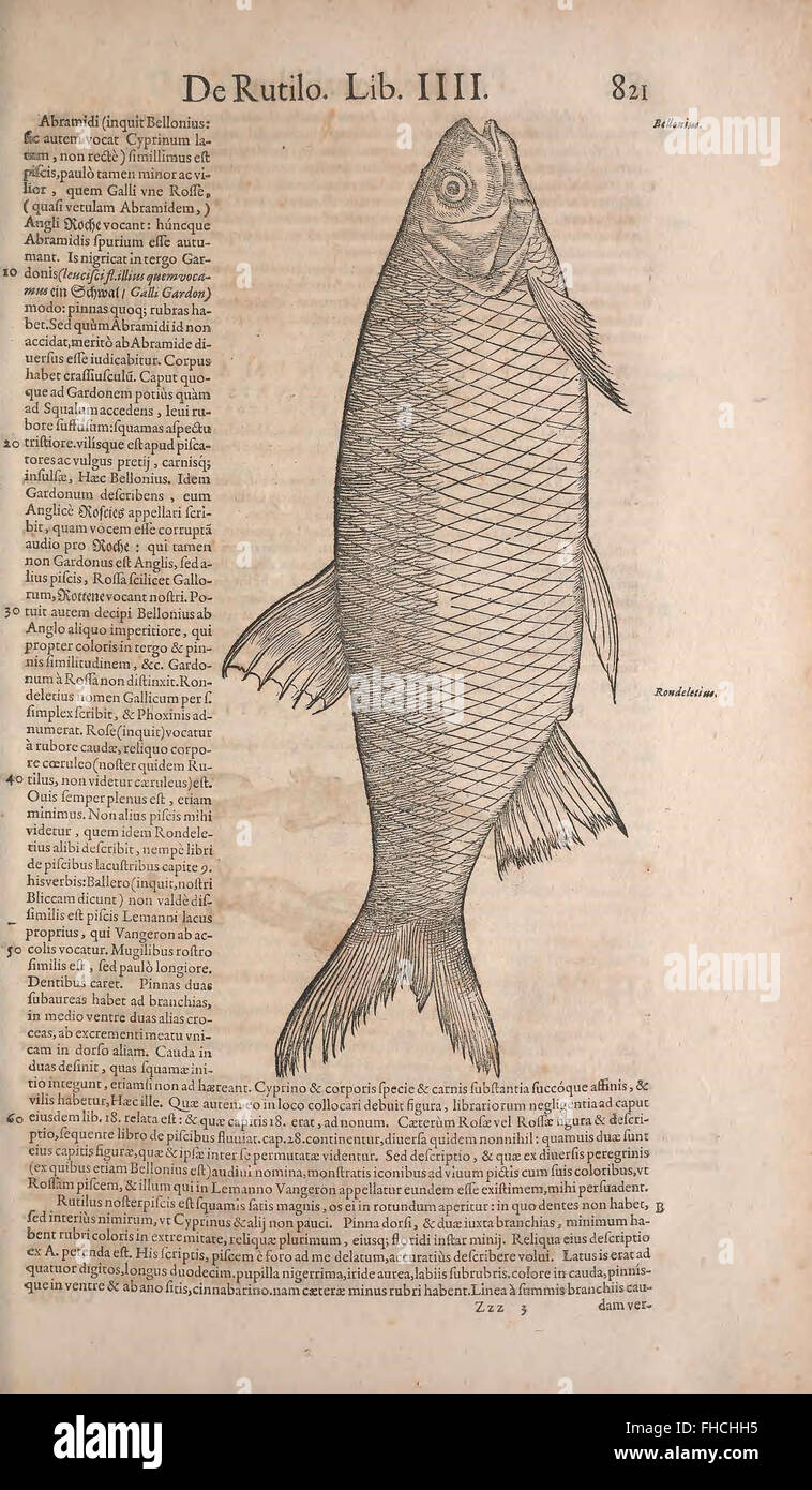 Historiae Animalium Book IV by Conrad Gesner, a 16th-century zoological ...