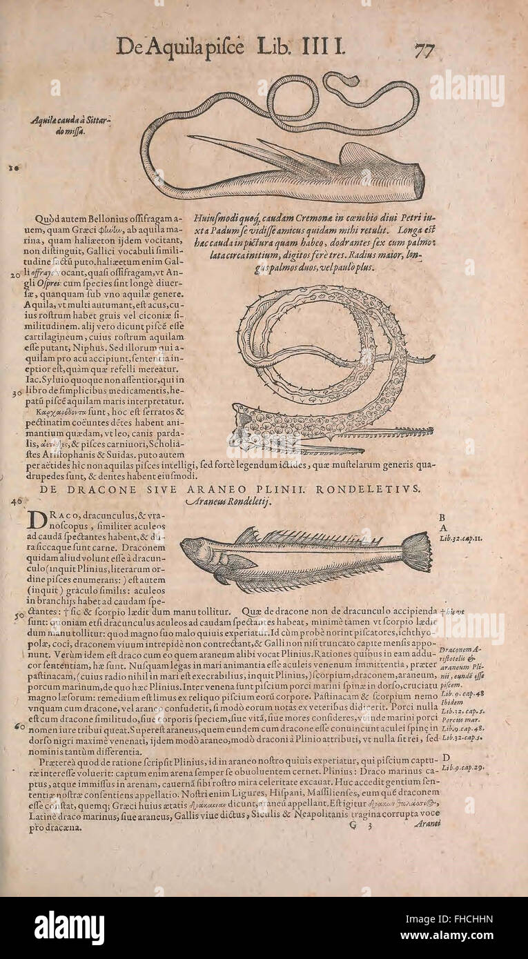 A 16th-century work by Conrad Gesner on the history of animals ...