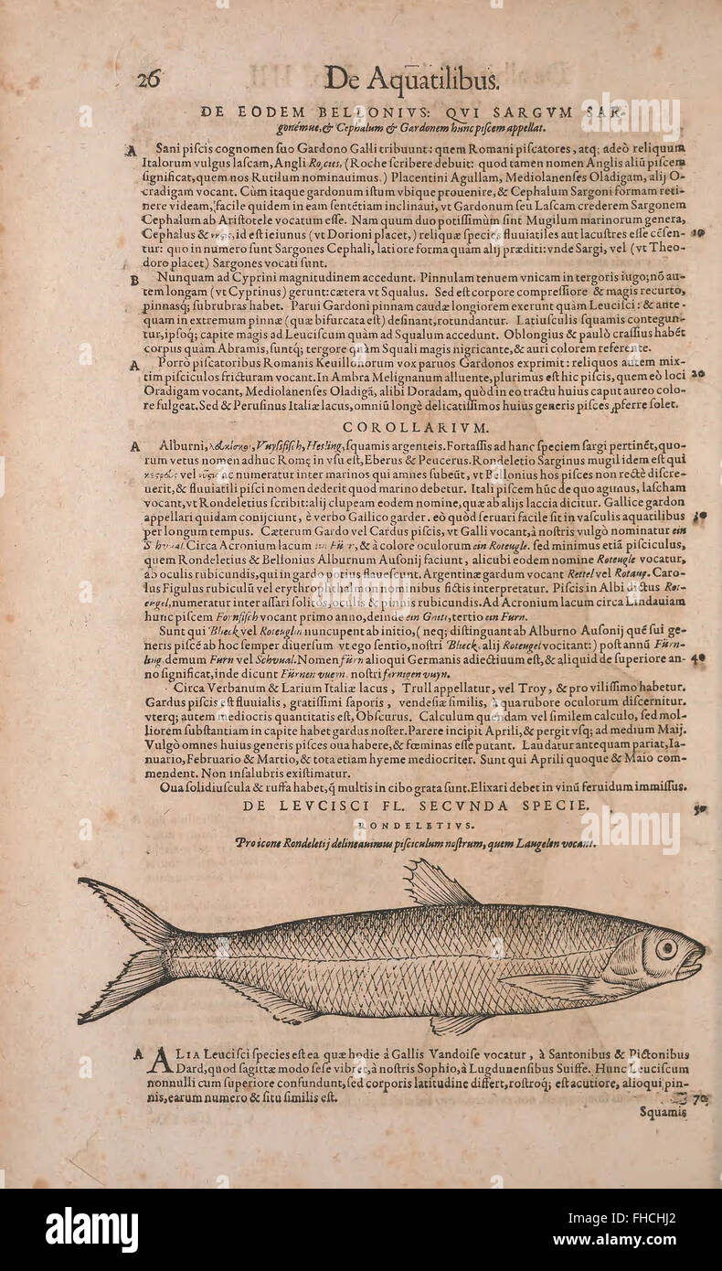 An early pre-Linnean work by Conrad Gesner, documenting fishes and ...