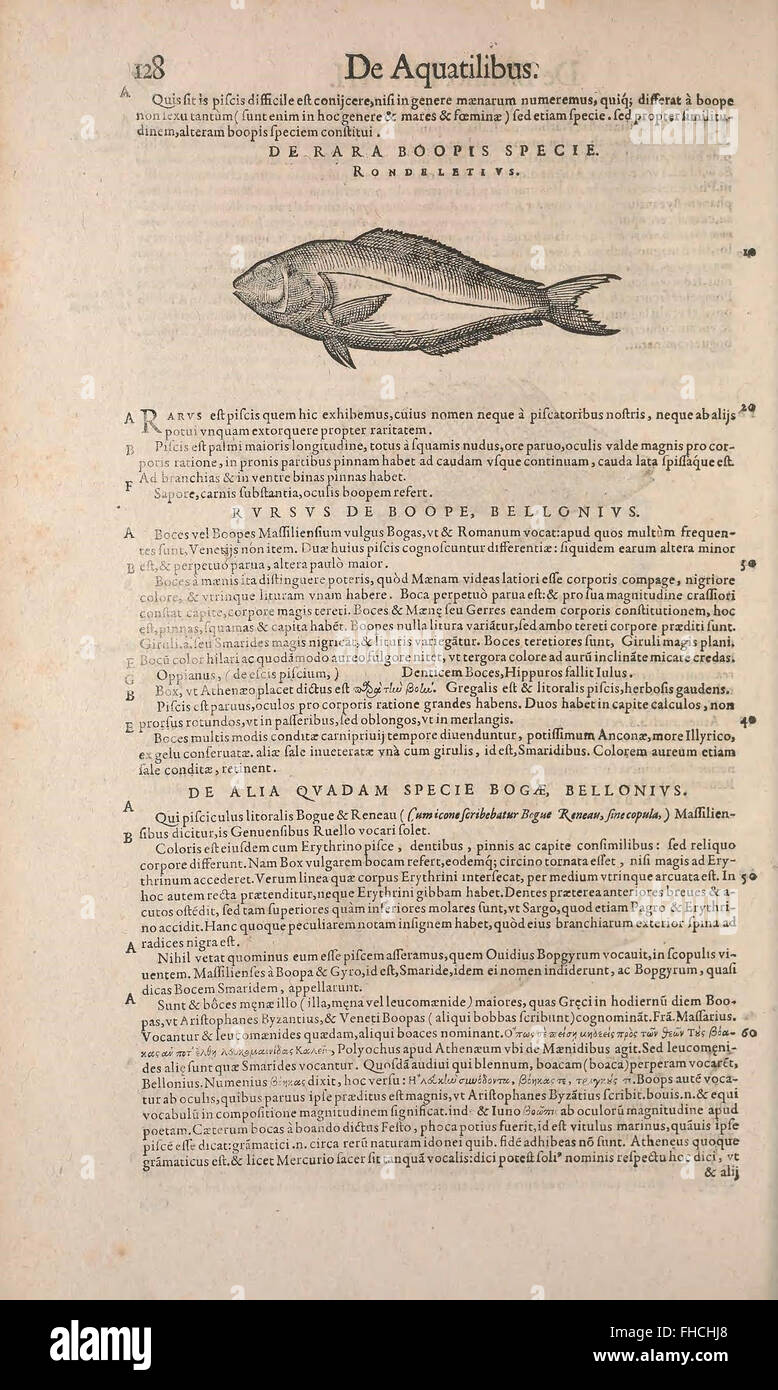 Historiae Animalium Book IV by Conrad Gesner, a 16th-century zoological ...