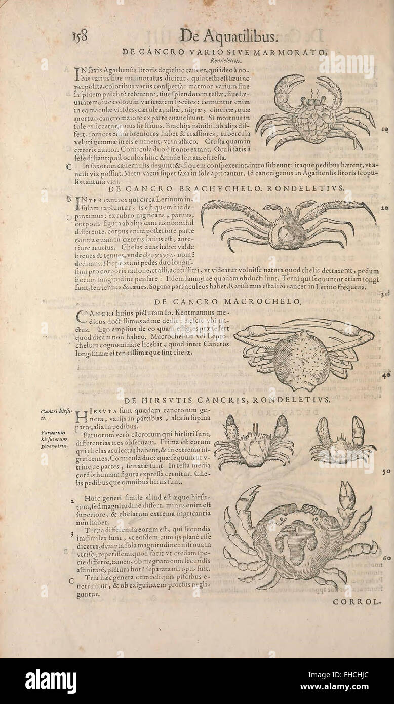 Conrad Gesner's Historiae Animalium, Book IV, detailing various animal ...