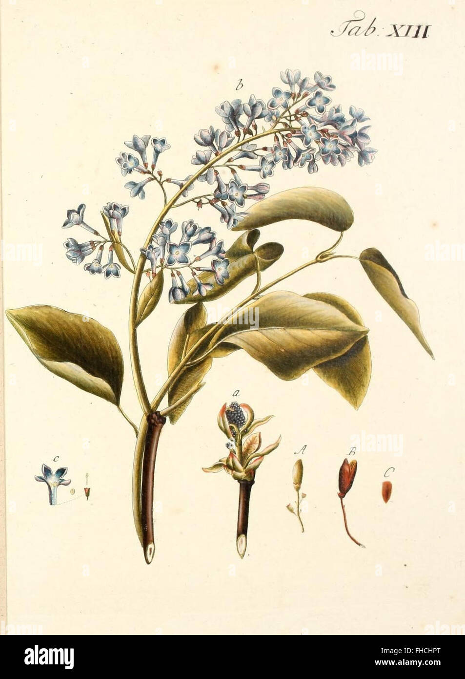 A botanical work illustrating wild trees, shrubs, and bushes, presented ...