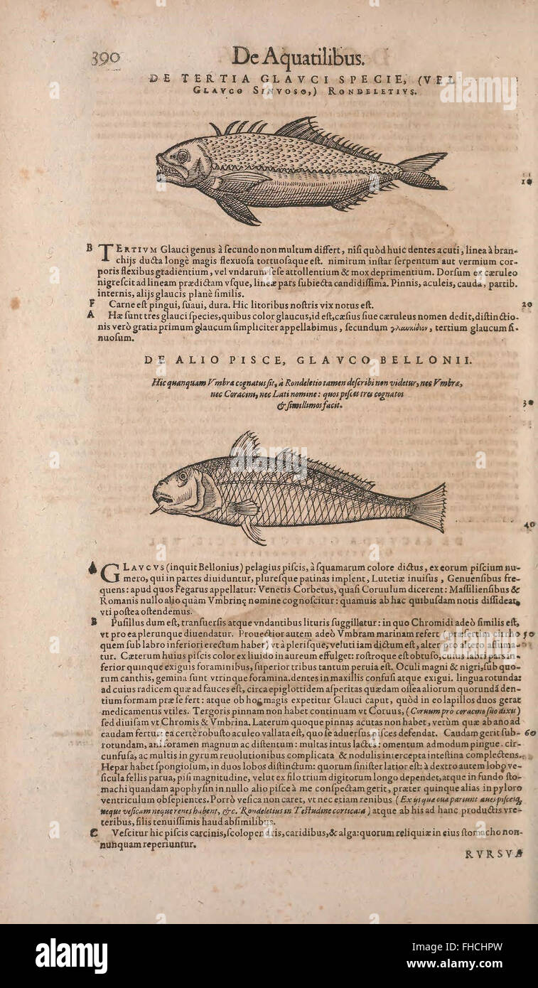 Conrad Gesner's Historiae Animalium, Book IV, detailing various animal ...