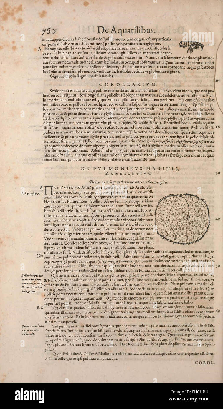 Conrad Gesner's Historiae Animalium, Book IV, a pre-Linnean work on ...