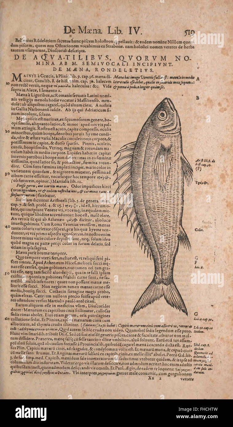 Conrad Gesner’s Historia Animalium, Book IV - on fishes and mollusks ...