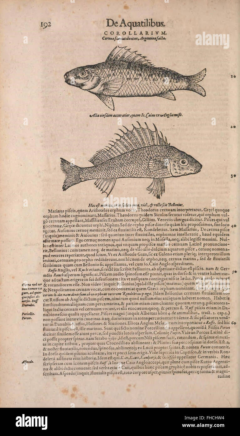 A 16th-century work by Conrad Gesner documenting the zoology of animals ...