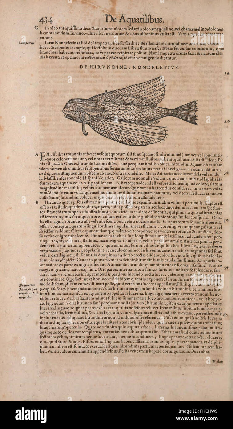 A 16th-century work by Conrad Gesner, focusing on the history and ...