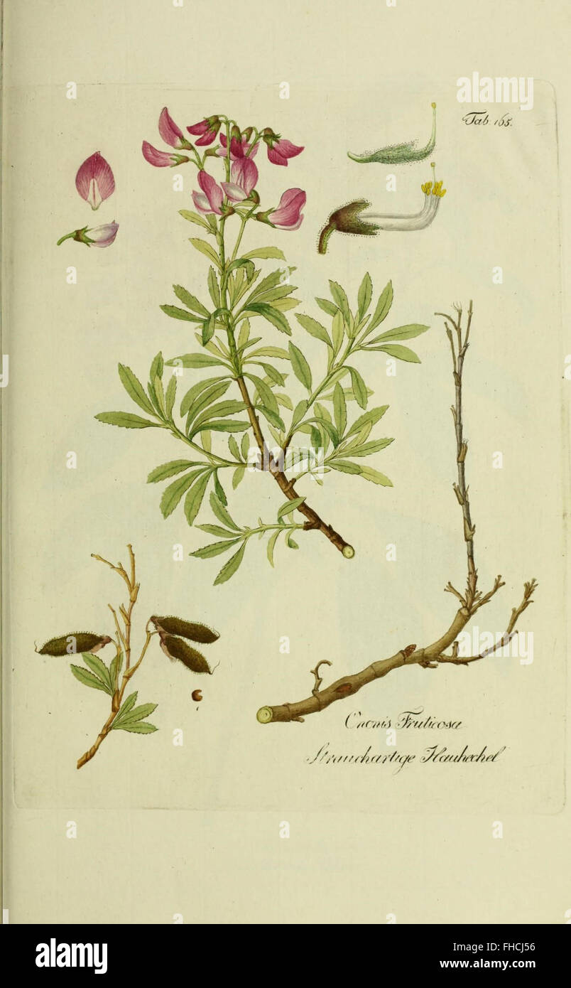 A work detailing tree cultivation practices in Austria, particularly ...