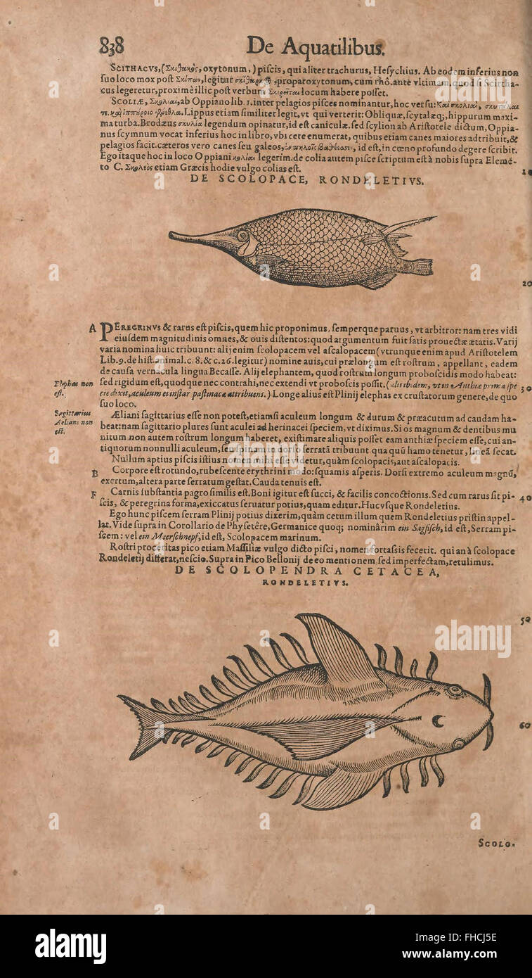 A 16th-century zoological work by Conrad Gesner, detailing various ...