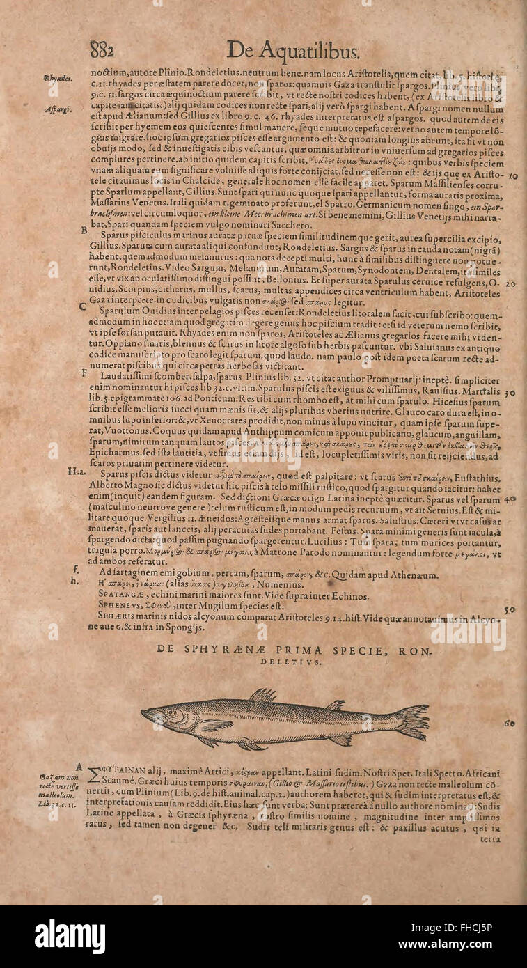 Historiae Animalium Book IV by Conrad Gesner, a 16th-century zoological ...