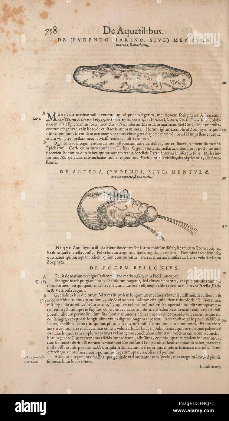 A 16th-century work by Conrad Gesner, 'Historiae Animalium,' part IV ...