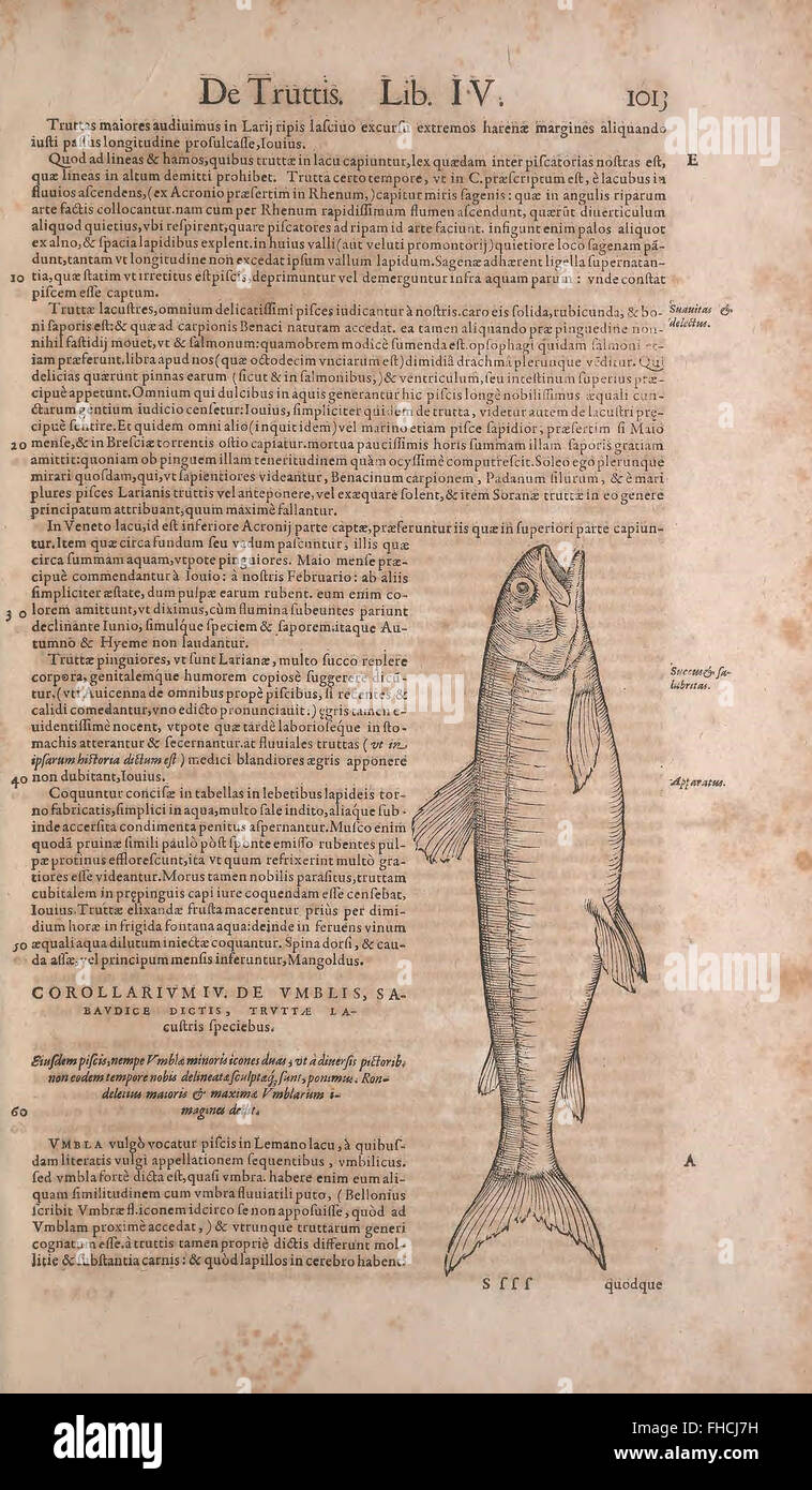 A 16th-century work by Conrad Gesner on the history of animals ...