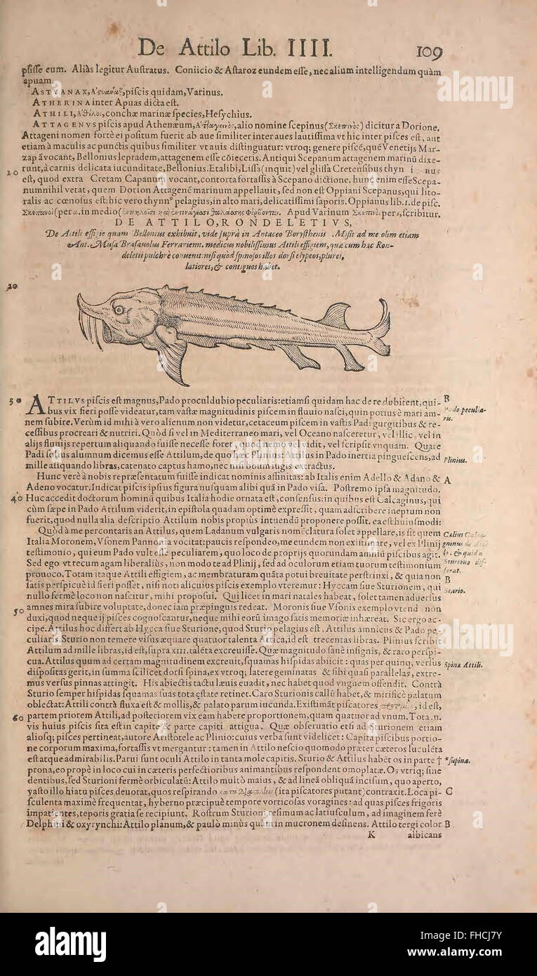 'Historiae Animalium Liber IV' by Conrad Gesner, a 16th-century text on ...