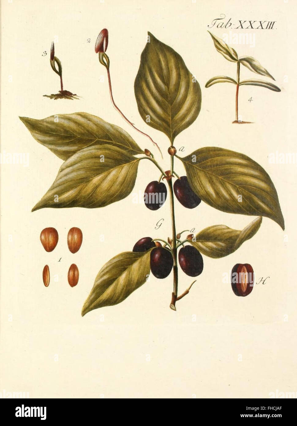 A botanical work showcasing wild trees, shrubs, and bushes, illustrated ...