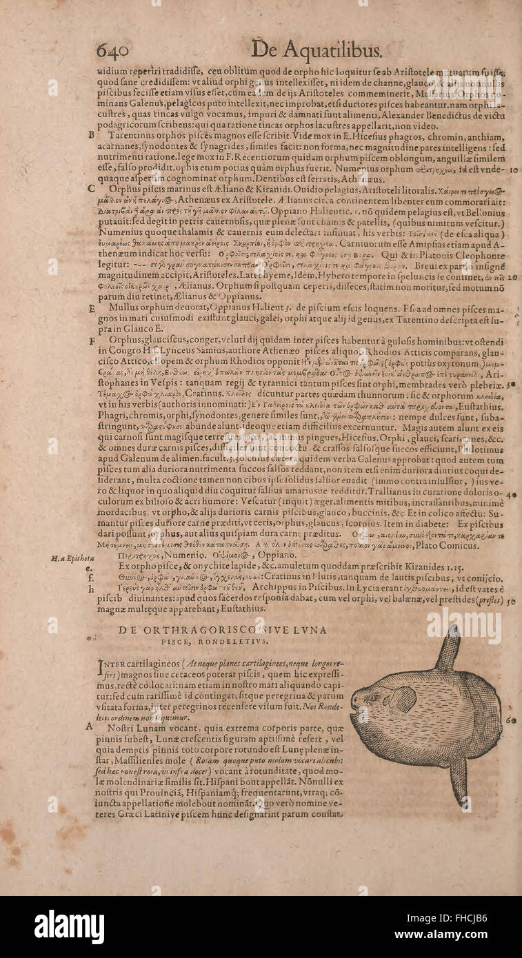 Conradi Gesneri's Historiae Animalium, a 16th-century work on animals ...