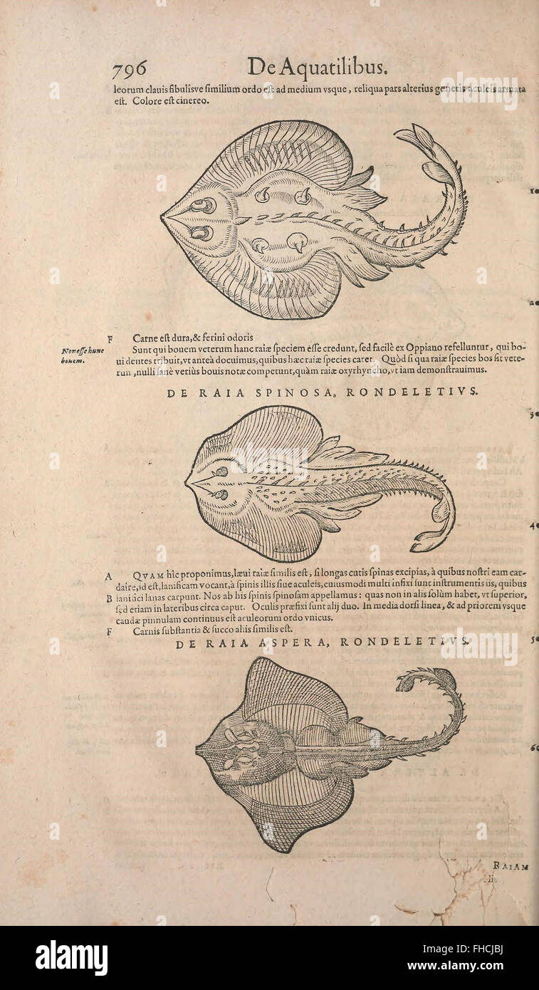 A 16th-century work by Conrad Gesner on the history of animals ...