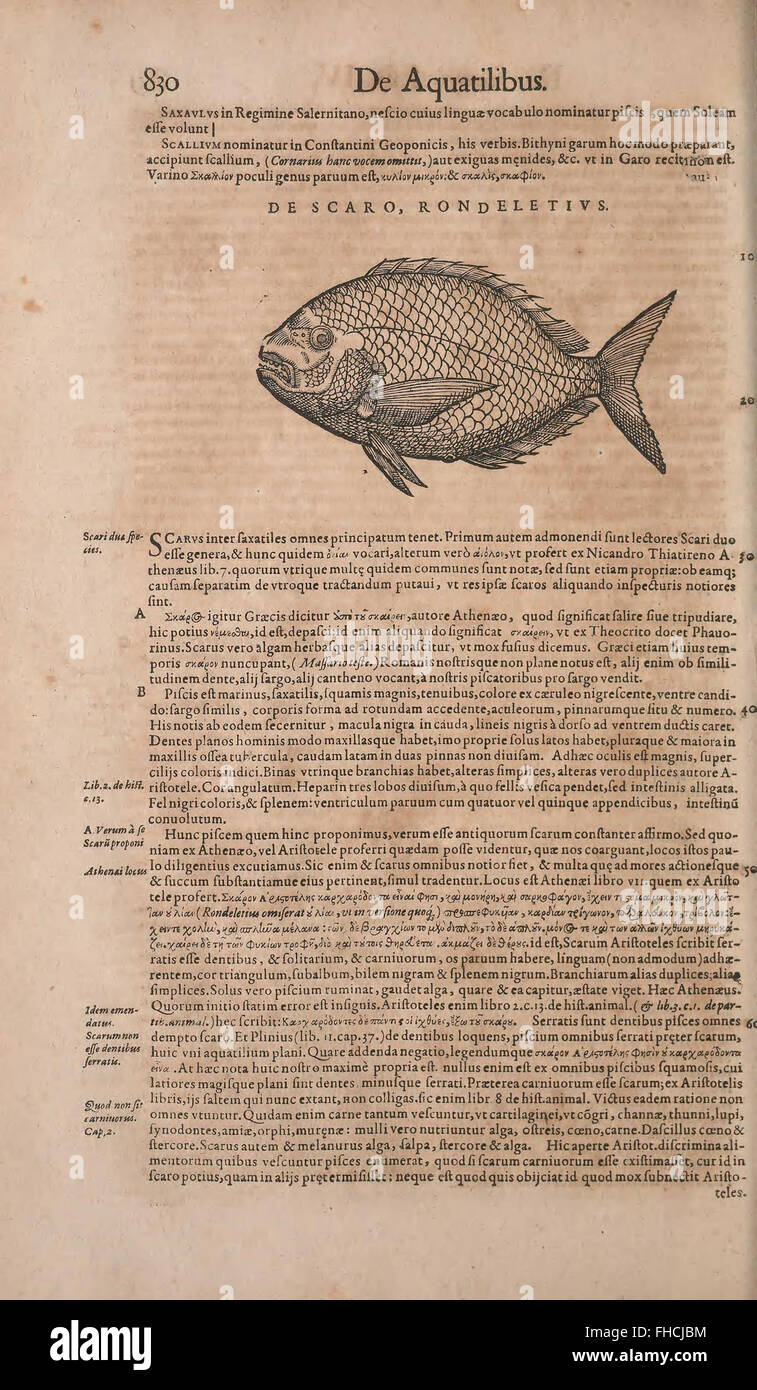 A 16th century work by Conrad Gesner, detailing animal studies ...