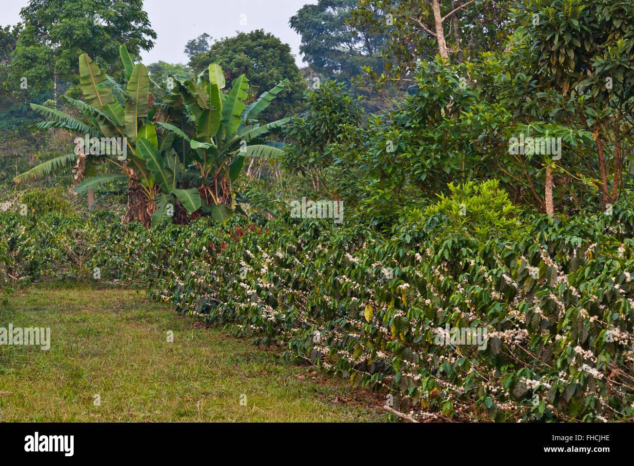 COFFEE PLANTS in bloom on the BOLAVEN PLATEAU near PAKSE - SOUTHERN ...