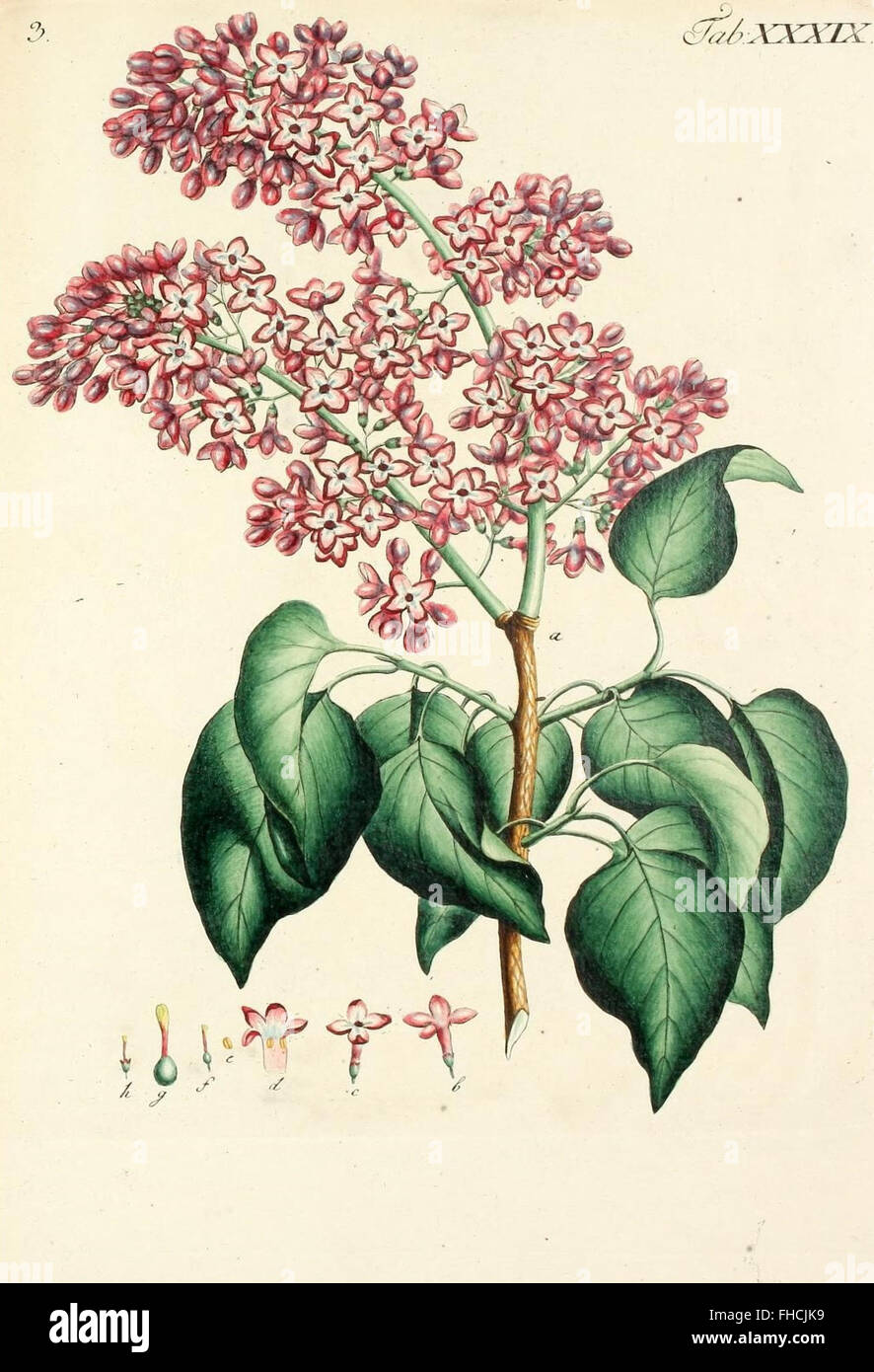 A botanical work illustrating wild trees, shrubs, and bushes, presented ...