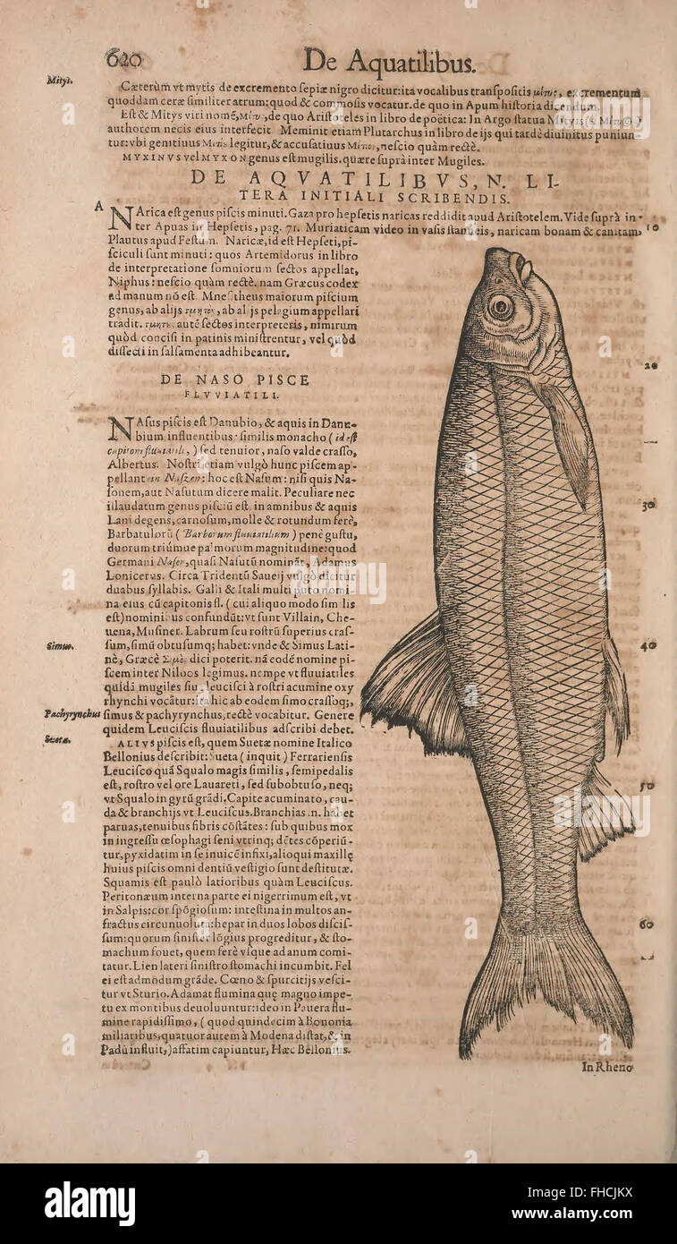 A work by Conrad Gessner, detailing the history of animals, focusing on ...